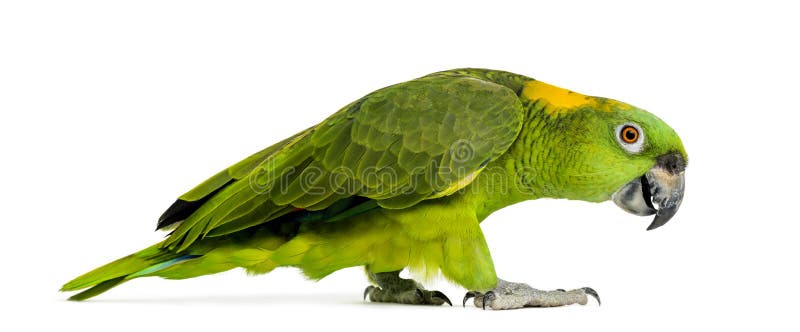 Side View of a Yellow-naped Parrot Walking (6 Years Old) Stock Image ...