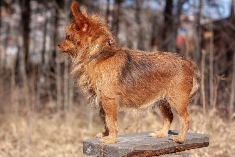 Dwarf Yorkshire Terrier Stock Photos - Free & Royalty-Free Stock Photos ...