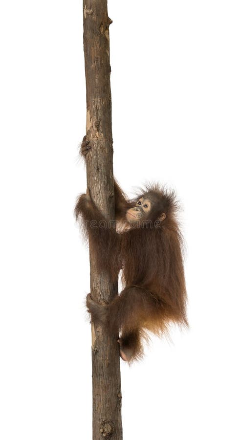 Side View of a Young Bornean Orangutan Climbing on a Tree Trunk Stock ...