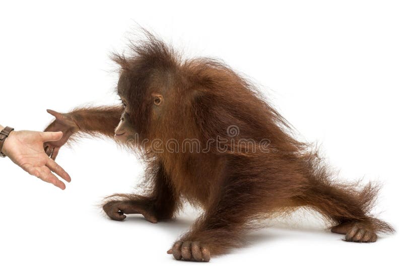 Side View of a Young Bornean Orangutan Reaching at Human Hand Stock ...