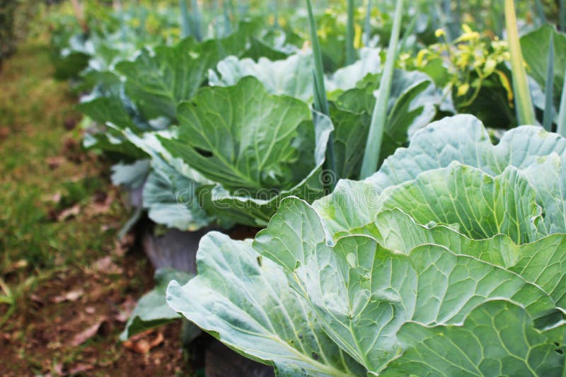 Side View of Young Cabbage Plants Growing Close Together Stock Image ...
