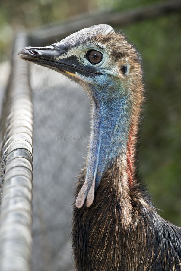 Cassowary Chick Photos - Free & Royalty-Free Stock Photos from Dreamstime