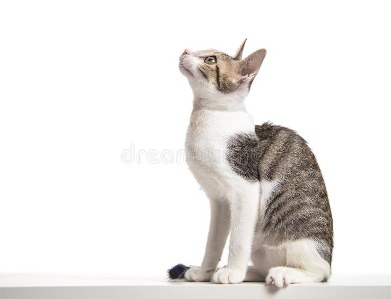 Side View of Young Cat Looking Up Stock Image - Image of looking ... Side View of Young Cat Looking Up Stock Image - Image of looking ...