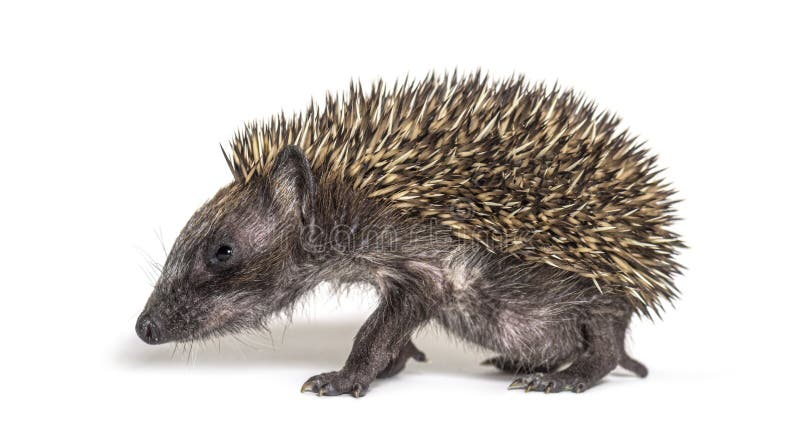 Side View of a Young European Hedgehog, Isolated Stock Image - Image of ...