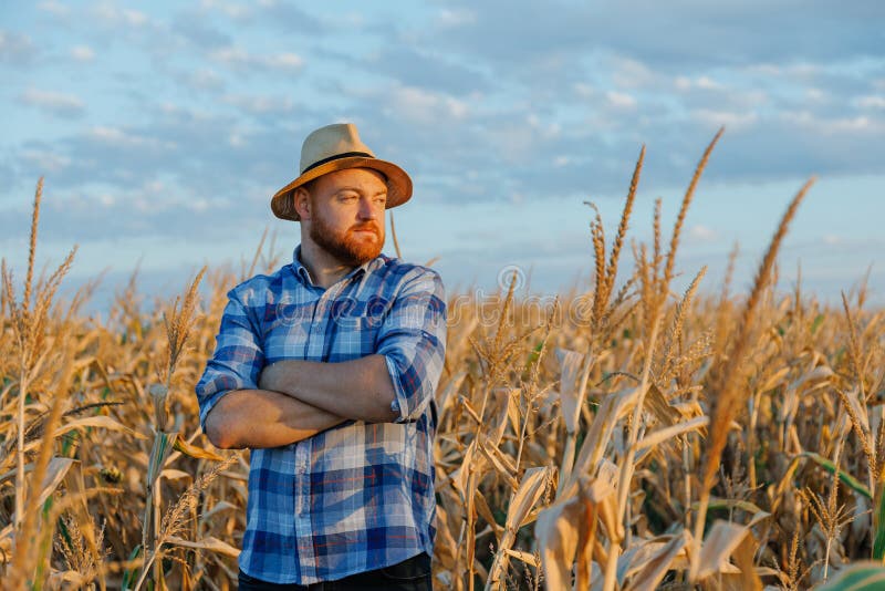 Side View of a Young Farmer Standing in Corn Field Examining Crop at ...