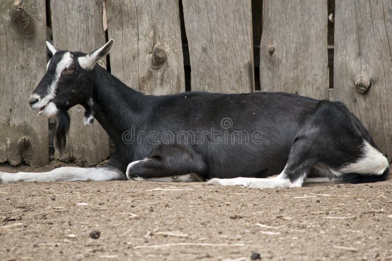 This is a Side View of a Young Goat Stock Image - Image of farm, black ...