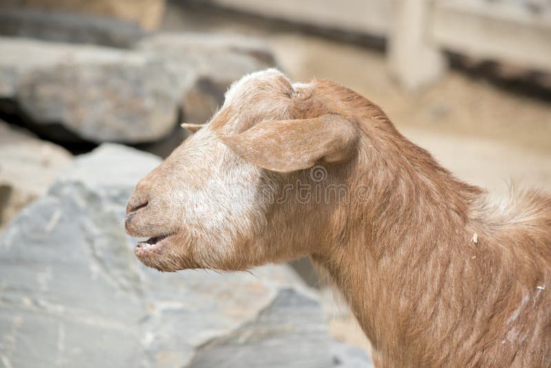 This is a Side View of a Young Goat Stock Image - Image of billy ...