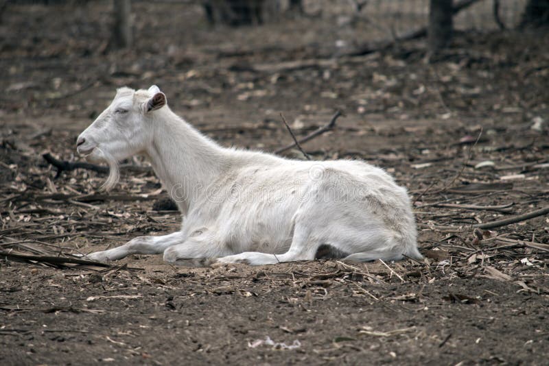 This is a Side View of a Young Goat Stock Image - Image of fleece ...