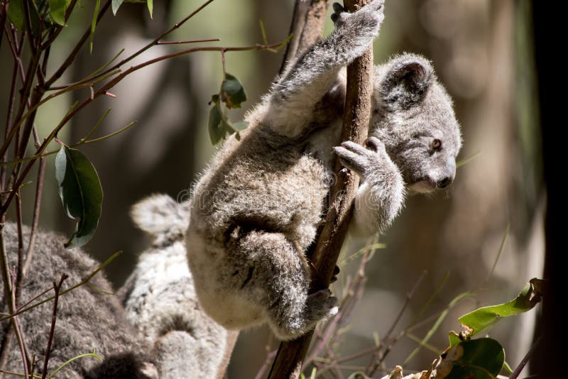 Koala Bear Side View Stock Photos - Free & Royalty-Free Stock Photos ...
