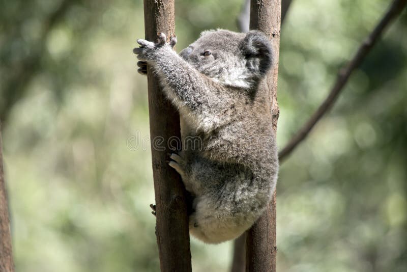 This is a Side View of a Young Koala Stock Photo - Image of pouch, cute ...