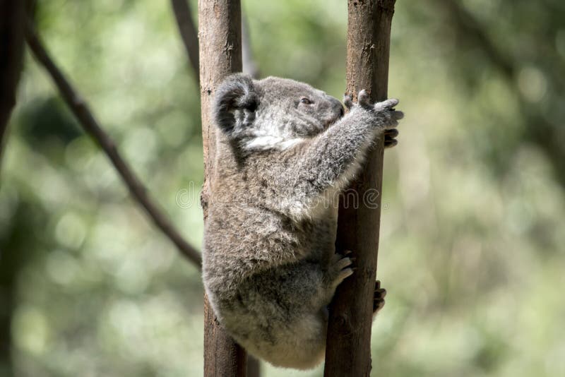 Koala Bear Side View Stock Photos - Free & Royalty-Free Stock Photos ...