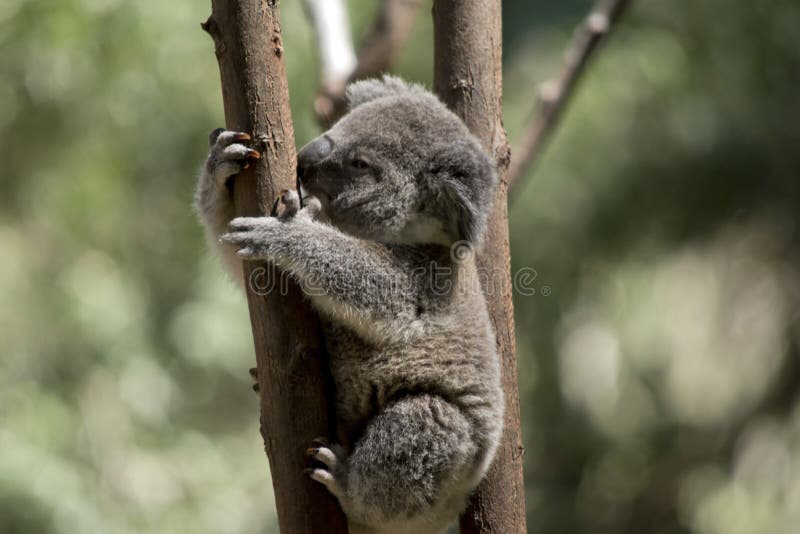 Koala Bear Side View Stock Photos - Free & Royalty-Free Stock Photos ...