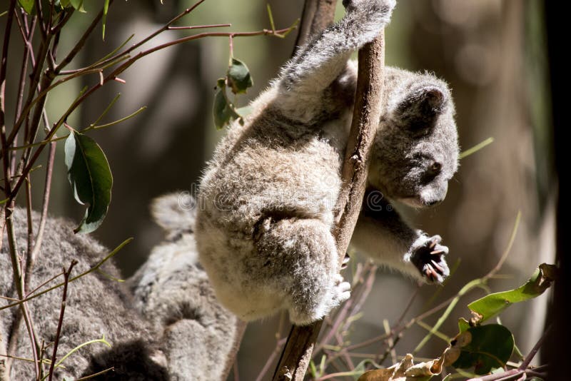 Koala Bear Side View Stock Photos - Free & Royalty-Free Stock Photos ...
