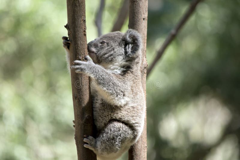 This is a Side View of a Young Koala Stock Photo - Image of eyes ...