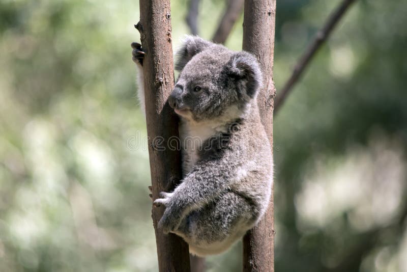 Koala Bear Side View Stock Photos - Free & Royalty-Free Stock Photos ...