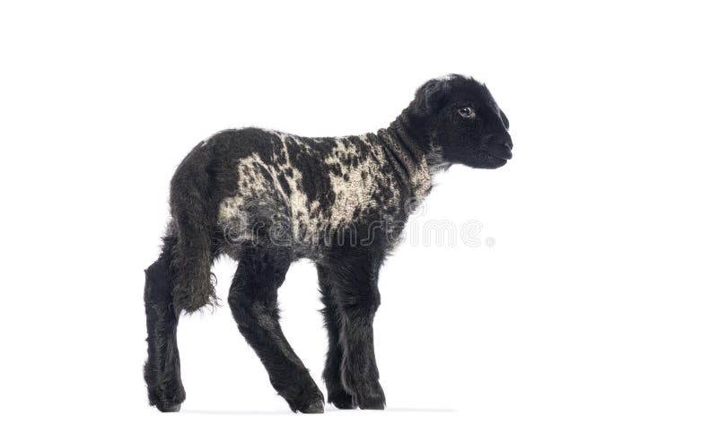 Side View of a Young Lamb Walking on a White Background Stock Image ...