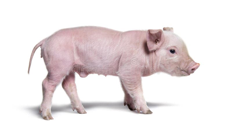 Side View of a Young Pig Mixedbreed, Isolated Stock Image - Image of ...