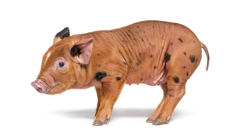 Side View of a Young Pig Mixedbreed, Isolated Stock Image - Image of ...