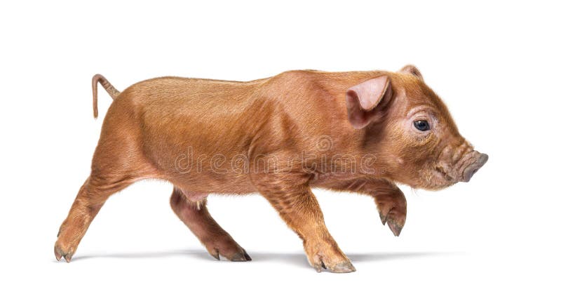 Side View of a Young Pig Walking Mixedbreed, Isolated Stock Image ...