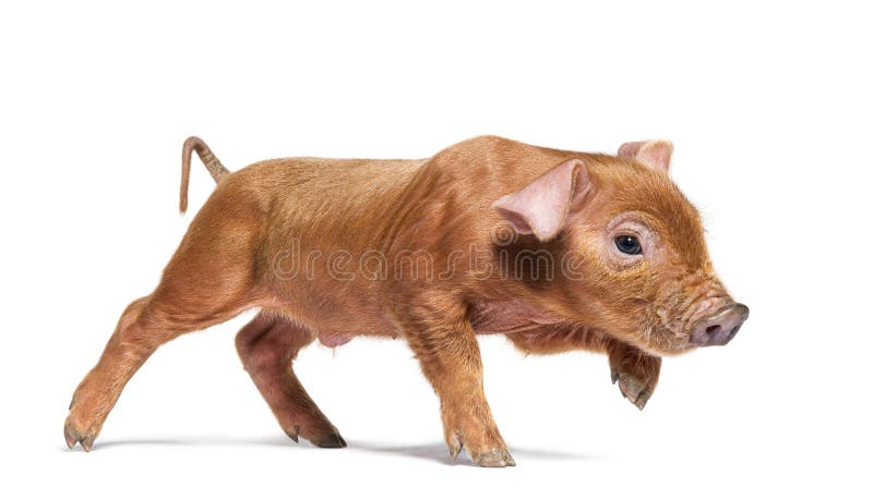 Side View of a Young Pig Walking Mixedbreed, Isolated Stock Image ...