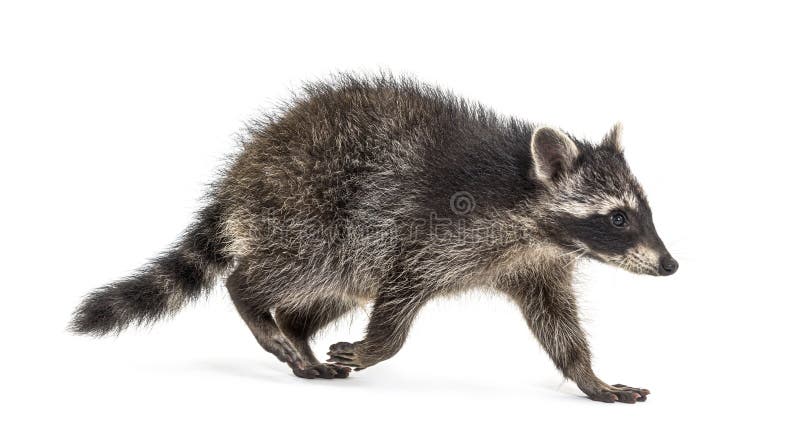209 Raccoon Side View Stock Photos - Free & Royalty-Free Stock Photos ...