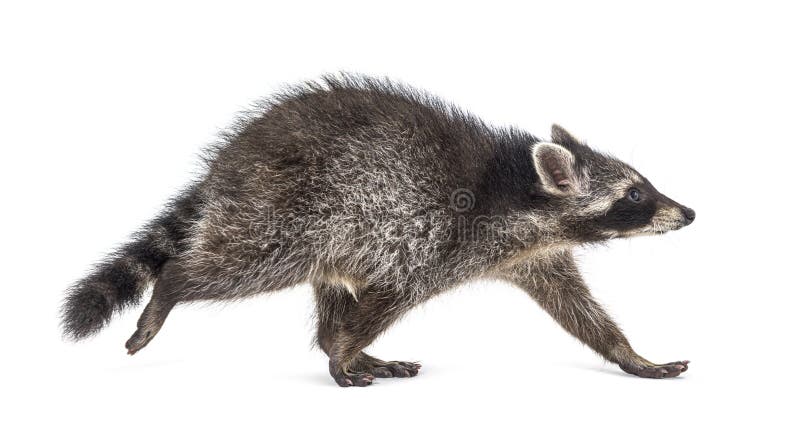 Side View of a Young Raccoon Walking Away, Isolated Stock Image - Image ...