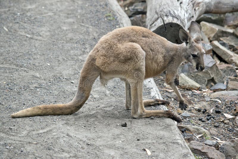 880 Side View Kangaroo Stock Photos - Free & Royalty-Free Stock Photos ...