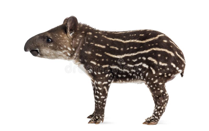 Side View of a Young South American Tapir, Isolated on White Stock ...