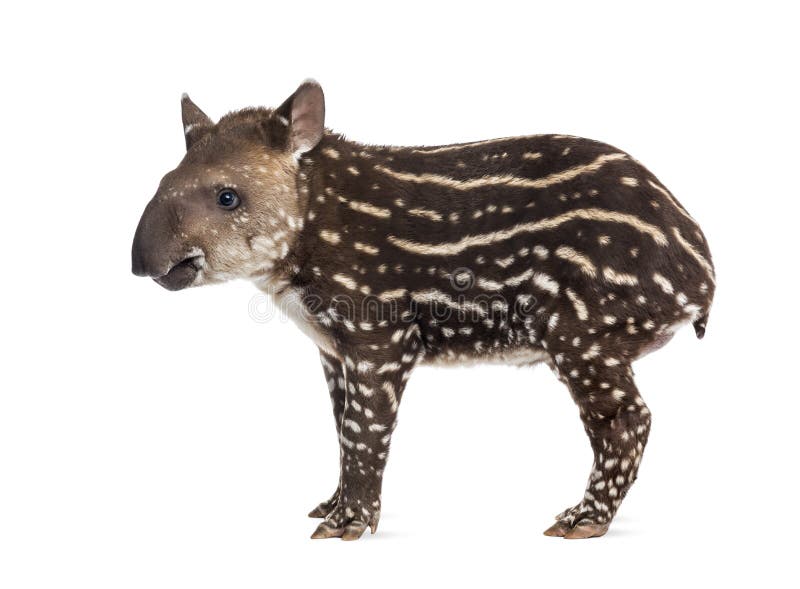 Side Viw of a Young Fish-eating Crocodile, Gavialis Gangeticus Stock ...