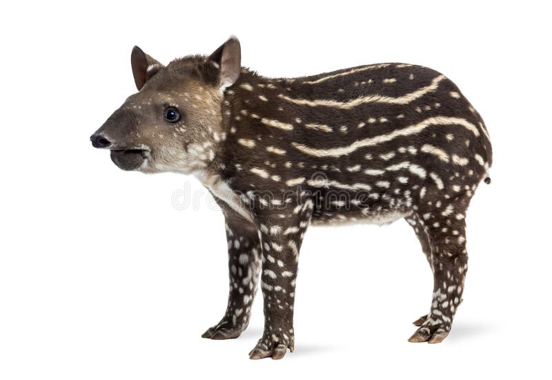 Side View of a Young South American Tapir, Isolated on White Stock ...