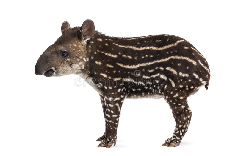 Side View of a Young South American Tapir, Isolated on White Stock ...