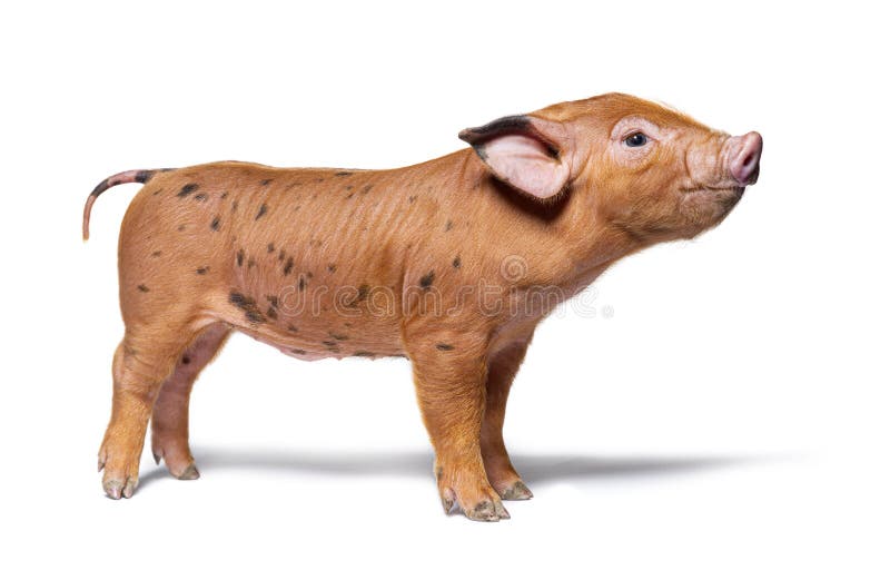 Side View of a Young Spotted Pig Mixedbreed, Isolated Stock Image ...