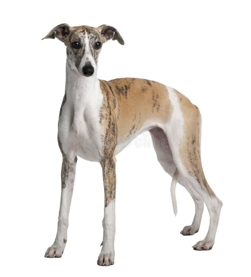 Whippet stock photo. Image of collar, elegant, speed, whippet - 2134938
