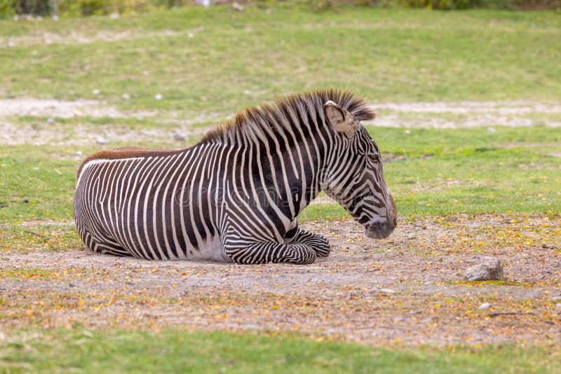 Side View of Zebra Resting in the Grassland Stock Photo - Image of ...
