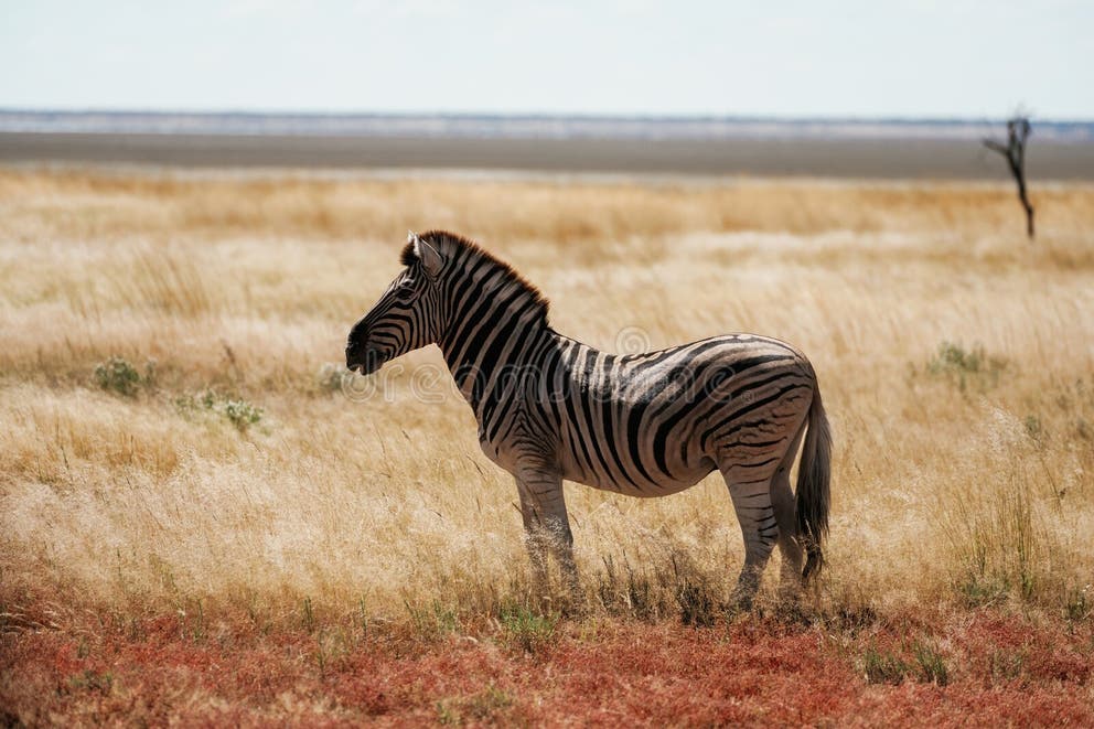 Side View. Zebra in the Wildlife at Daytime Stock Image - Image of ...