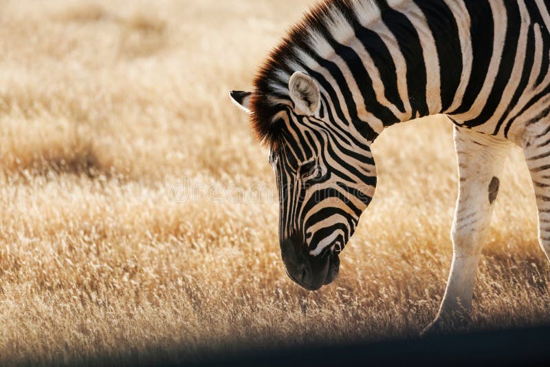Side View. Zebra in the Wildlife at Daytime Stock Image - Image of tail ...