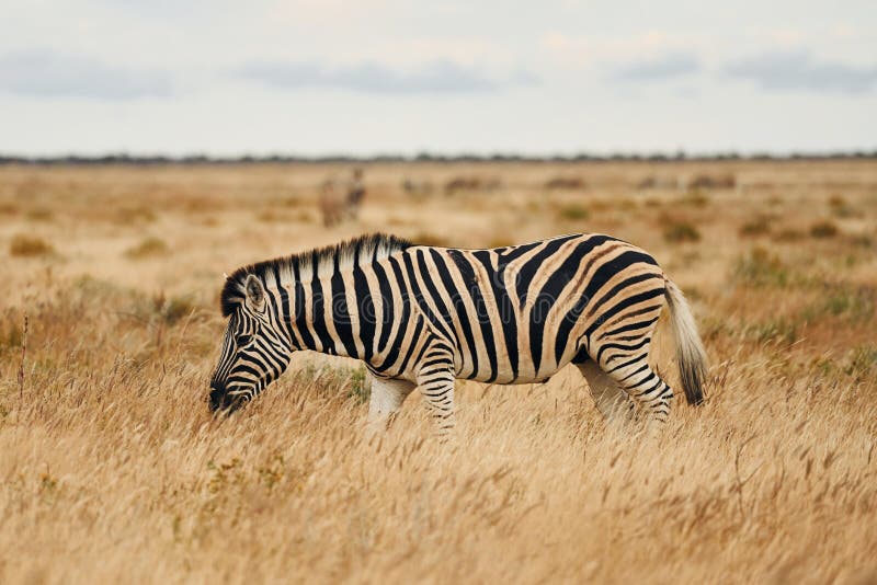 Side View. Zebra in the Wildlife at Daytime Stock Image - Image of ...