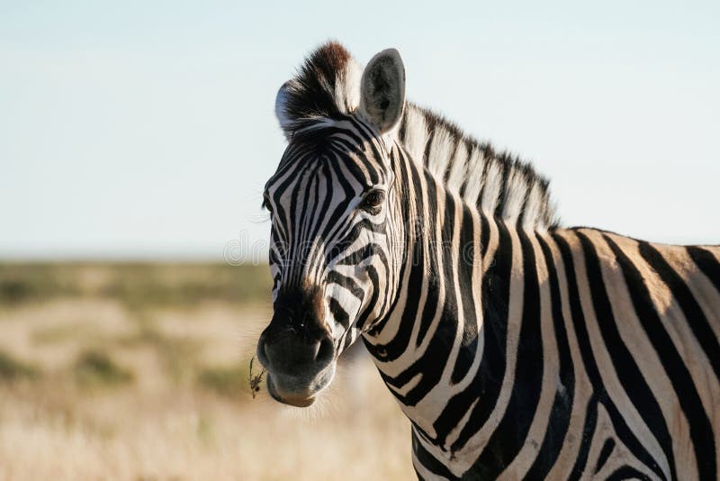 Side View. Zebra in the Wildlife at Daytime Stock Image - Image of ...