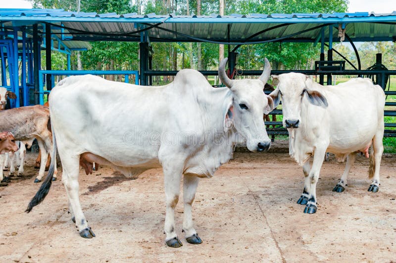Side View of Zebu Breed Cows in the Stable Stock Photo - Image of steer ...