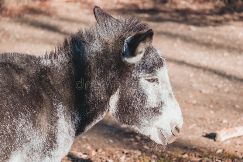 147 Side View Donkey Field Stock Photos - Free & Royalty-Free Stock ...