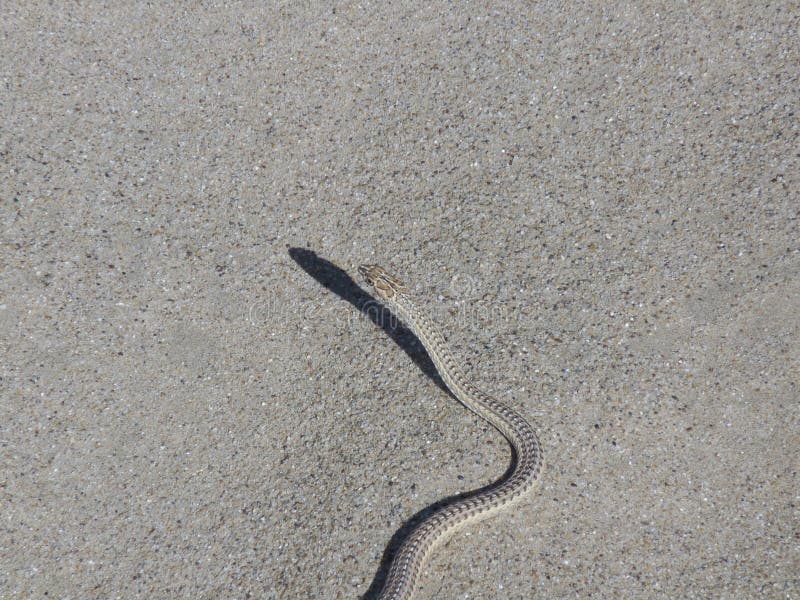 Side Winder Snake in the Desert Stock Image - Image of animal ...