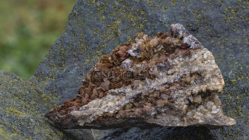 Siderite Sample from Italy on a Rock Used As a Background Stock Photo ...