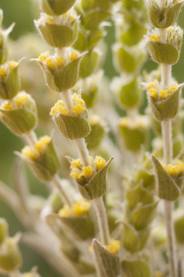 Sideritis Scardica - Wild Plant Stock Photo - Image of botany, flower ...