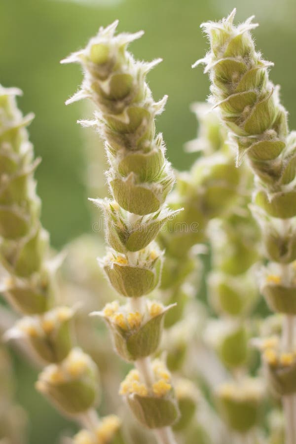 Sideritis Scardica Mountain Tea Stock Photo - Image of blurred ...