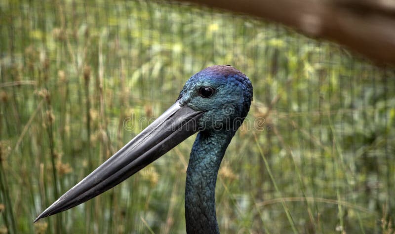 A Sideview of a Blacked Beck Stork Stock Photo - Image of white, bird ...