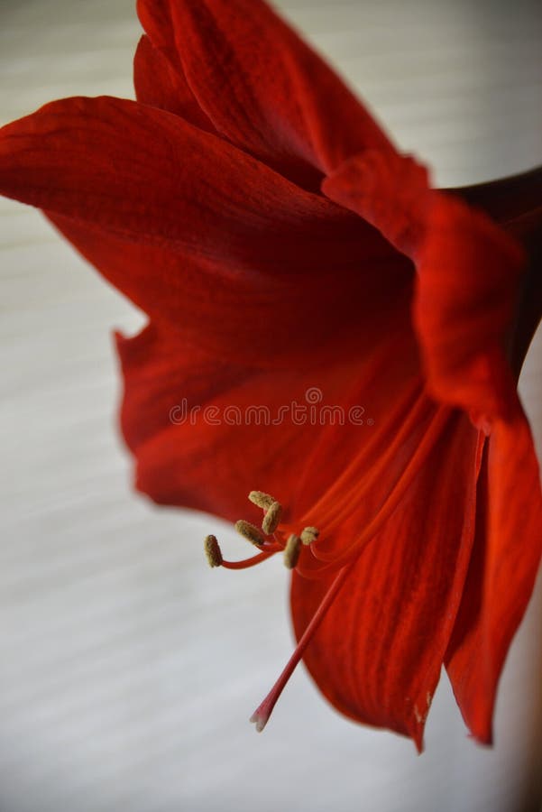 Side View of Orange Ton Lily in a Midsummer Garden. Stock Photo - Image ...