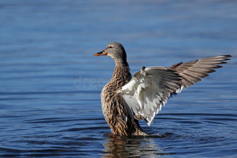 Sideview Das Asas Do Flapping Do Pato Do Pato Selvagem Foto de Stock ...