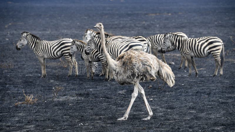Sideview of a Female Ostrich Walking in Front of a Small Herd of Zebras ...