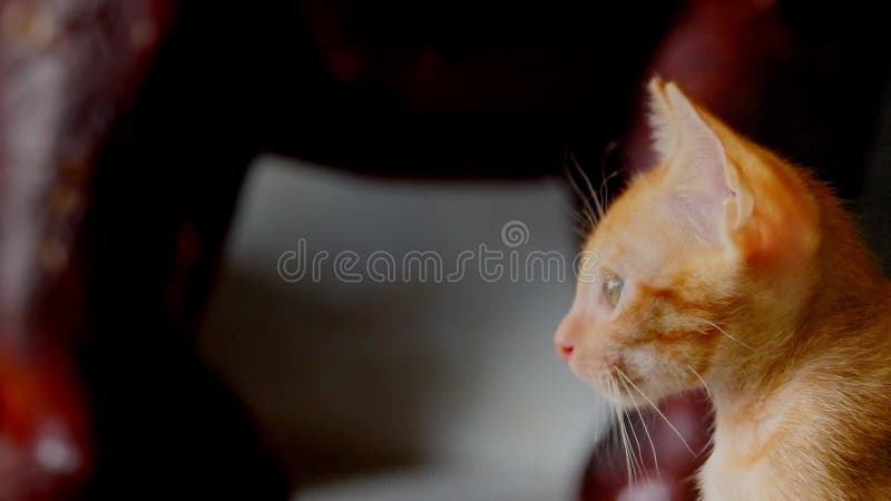 Sideview of a Ginger Kitty Entranced by Something Off the Distance ...