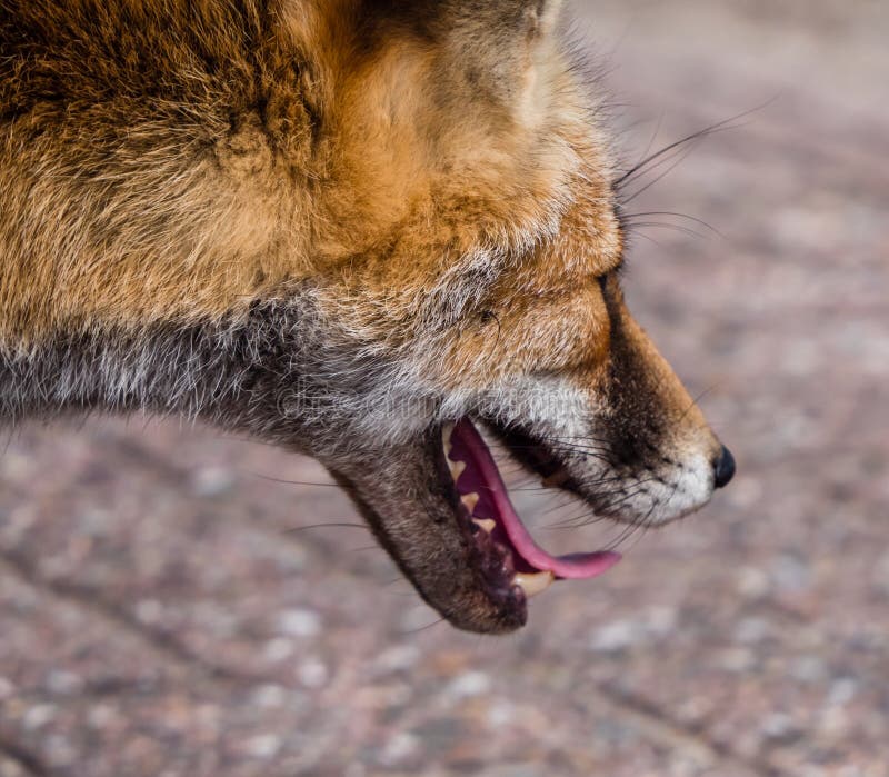 Sideview of a Young Fox in Late Summer Stock Image - Image of puppy ...